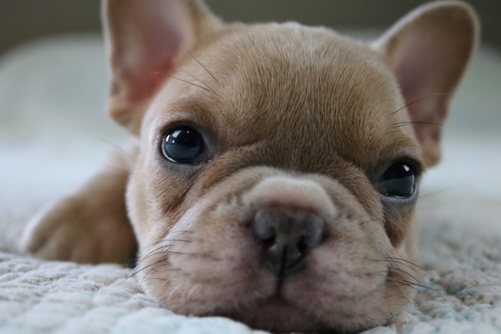 Color Coded Frenchies: How to Break Down Coat DNA - Great Lakes French ...