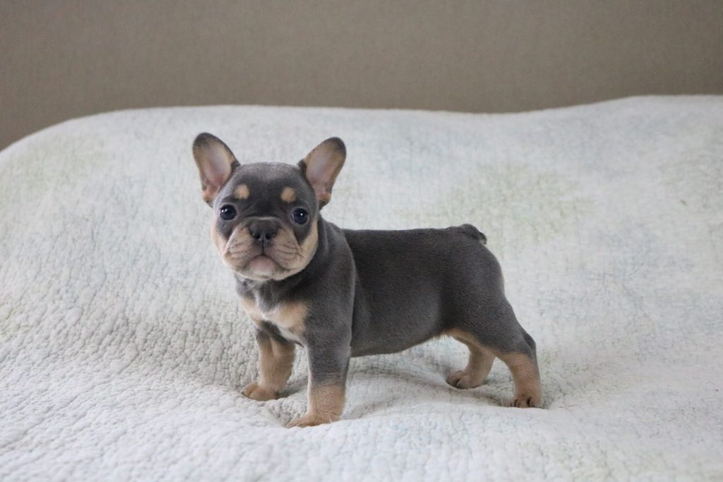 Color Coded Frenchies: How to Break Down Coat DNA - Great Lakes French ...