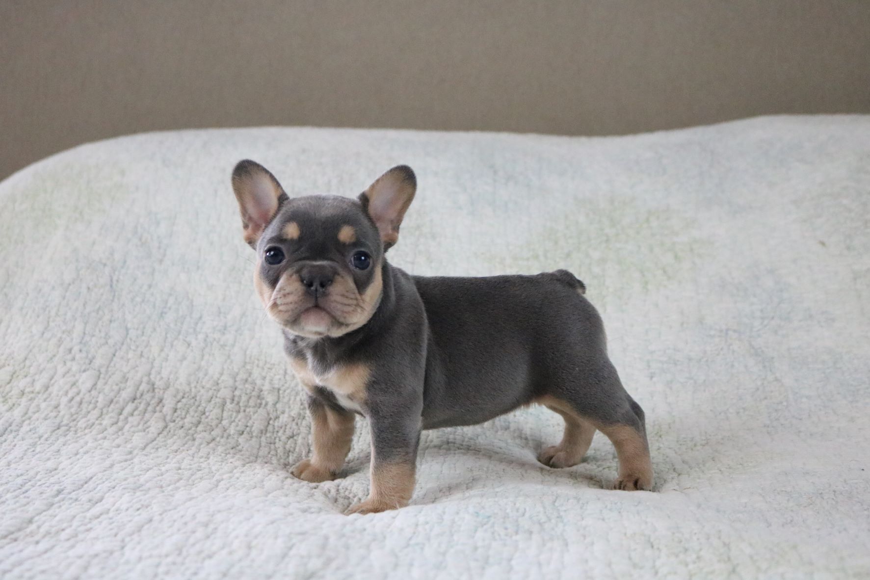 Color Coded Frenchies: How to Break Down Coat DNA - Great Lakes French ...