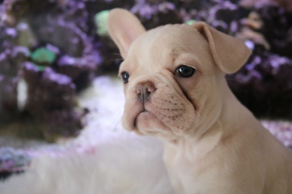 Color Coded Frenchies: How to Break Down Coat DNA - Great Lakes French ...