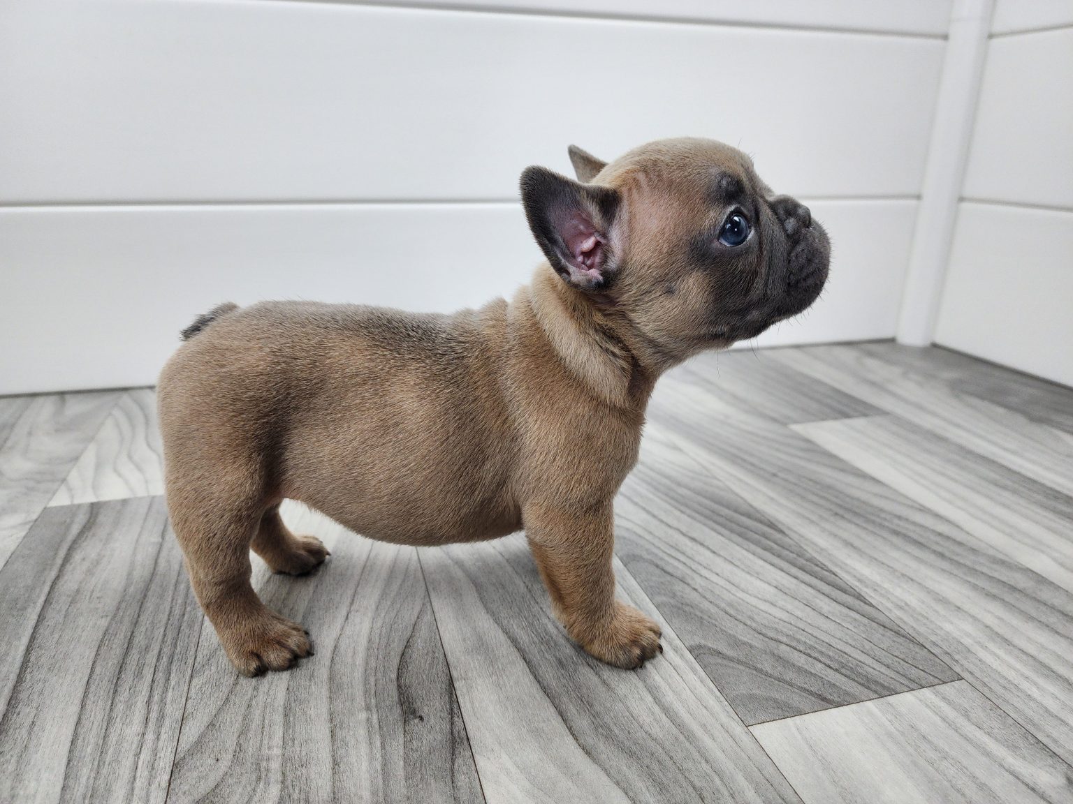 Color Coded Frenchies: How to Break Down Coat DNA - Great Lakes French ...