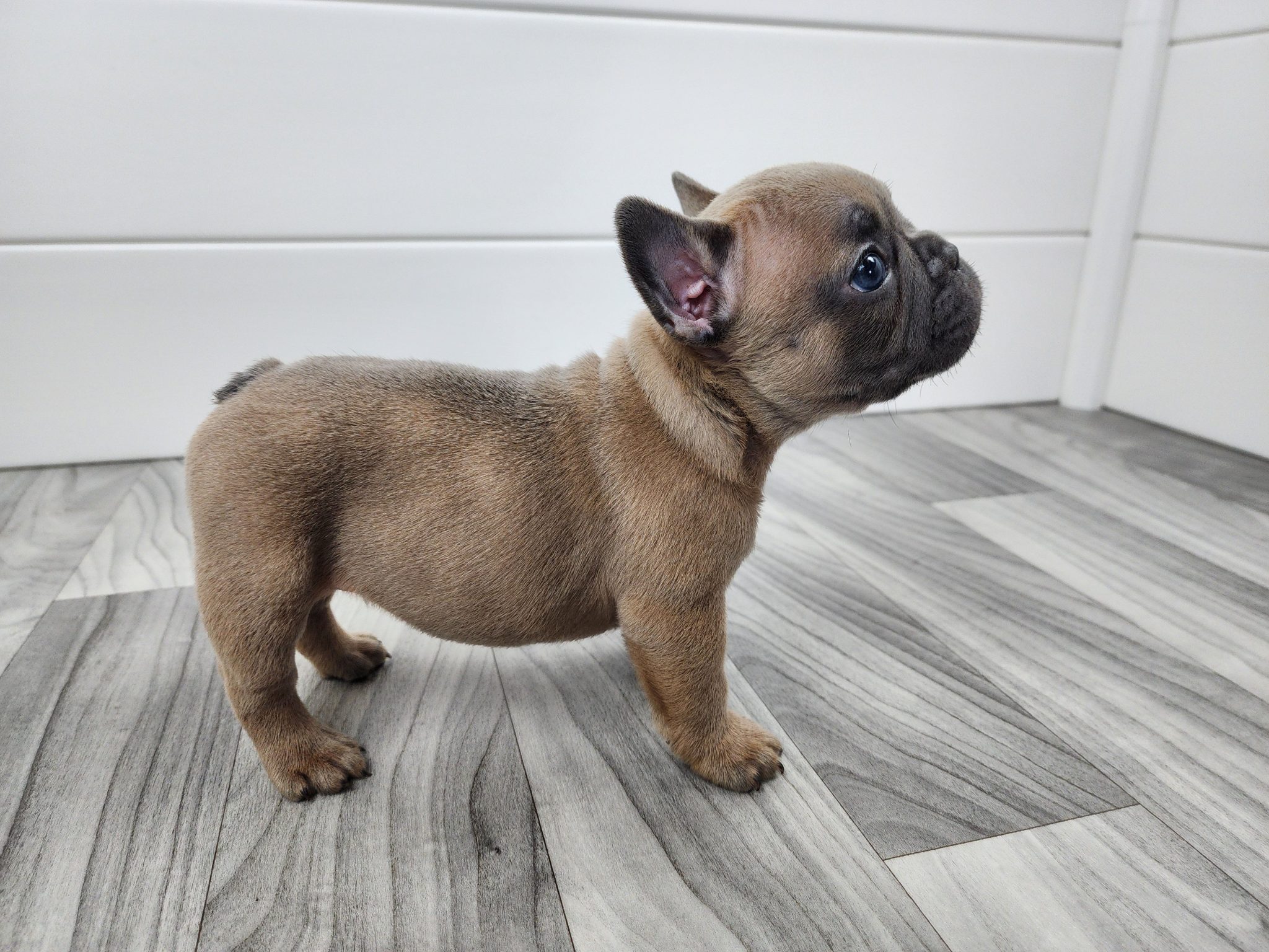 Color Coded Frenchies: How to Break Down Coat DNA - Great Lakes French ...