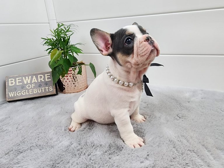 Color Coded Frenchies: How to Break Down Coat DNA - Great Lakes French ...