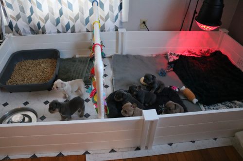 Potty Training Your French Bulldog: A Step-by-Step Guide - Welcome ...
