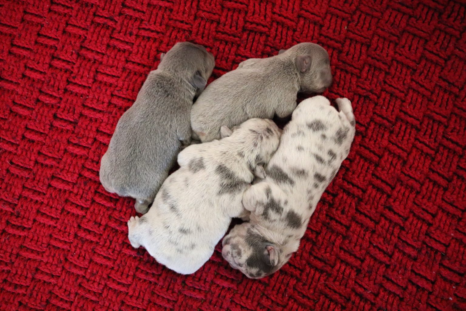 Color Coded Frenchies: How to Break Down Coat DNA - Great Lakes French ...