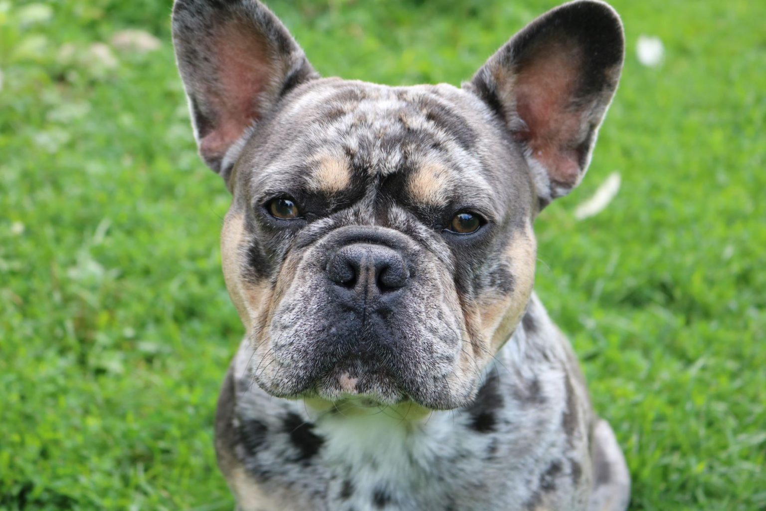 Color Coded Frenchies: How to Break Down Coat DNA - Great Lakes French ...