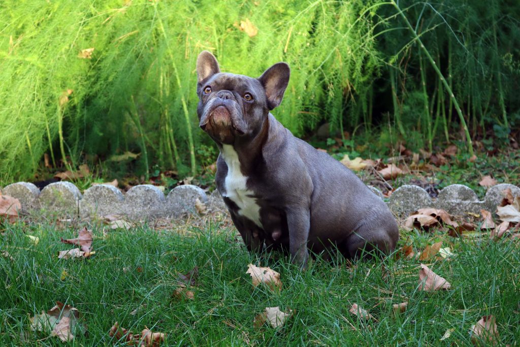 Color Coded Frenchies: How to Break Down Coat DNA - Great Lakes French ...