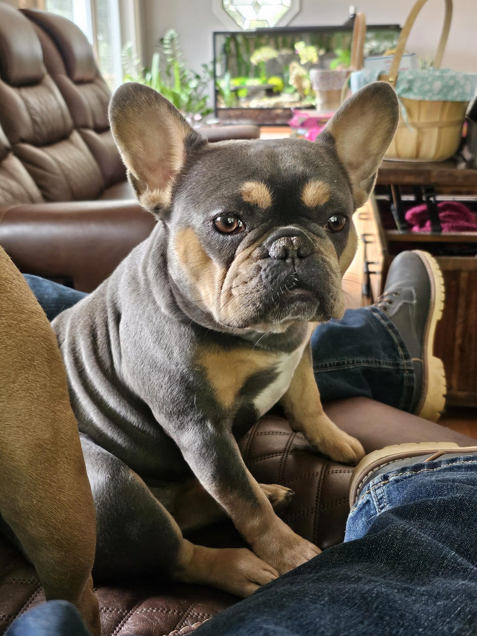 Color Coded Frenchies: How to Break Down Coat DNA - Great Lakes French ...