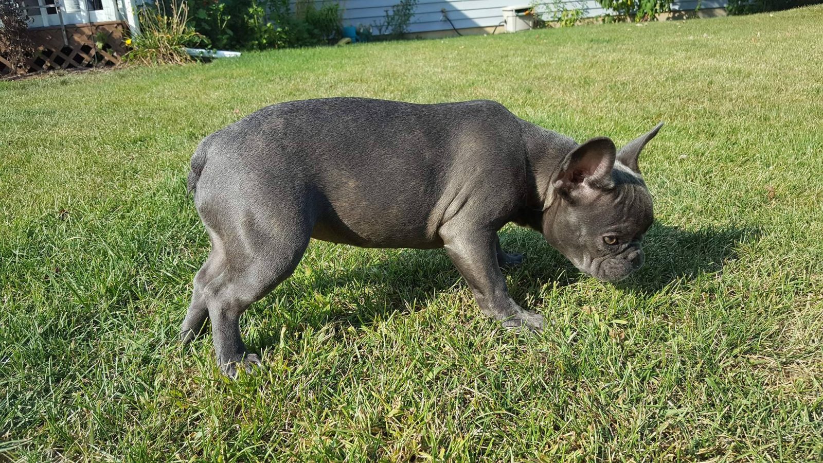 Color Coded Frenchies: How to Break Down Coat DNA - Great Lakes French ...